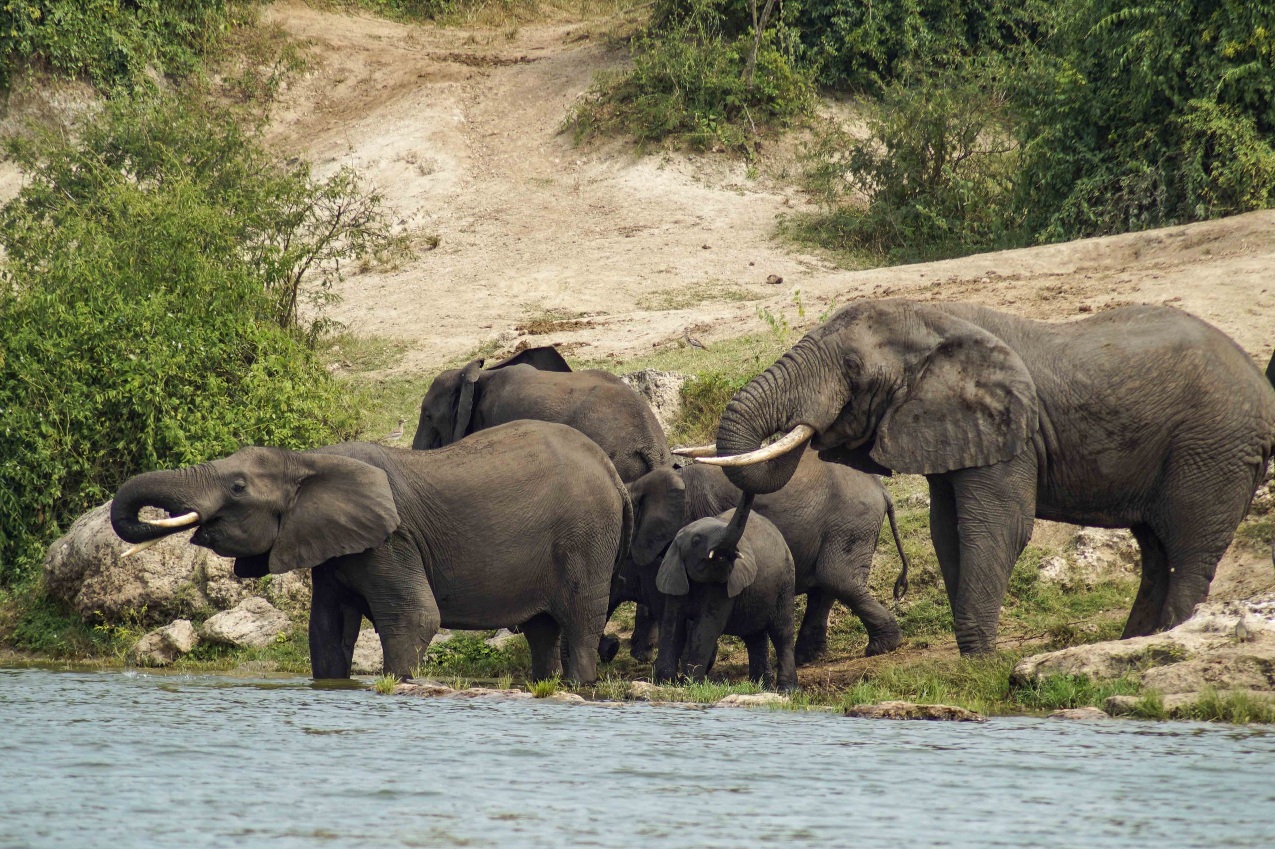 Mugisa Robert Tourist Guides Portal